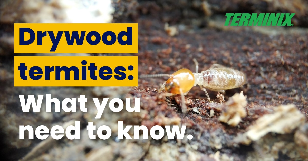 Drywood Termites: Signs and Treatment | Terminix