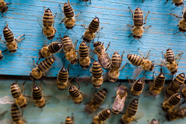 Bee Removal: How to Get Rid of Bees Safely