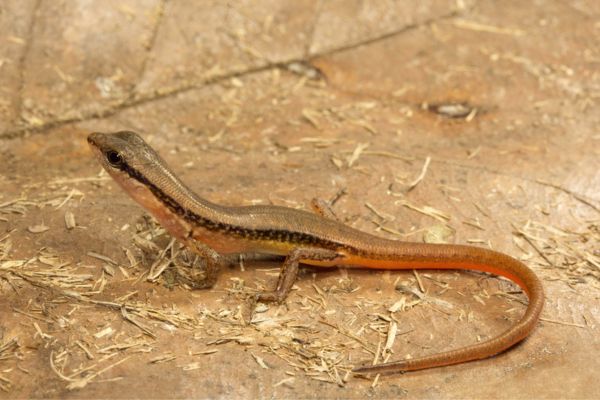 What Eats Termites? Natural Predators and Pest Control Insights