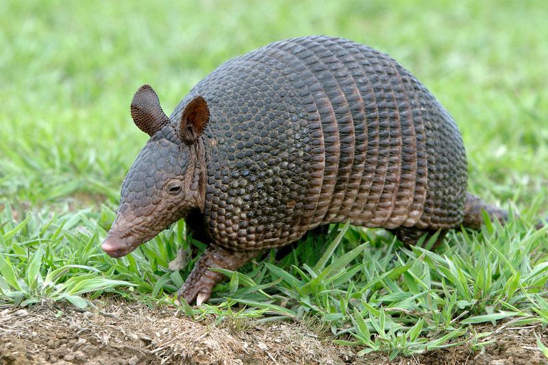 Wildlife Identification: What Pests Are in Your Home?