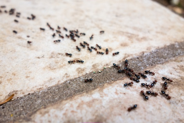 Ant Prevention: How to Help Keep Ants Out of Your House