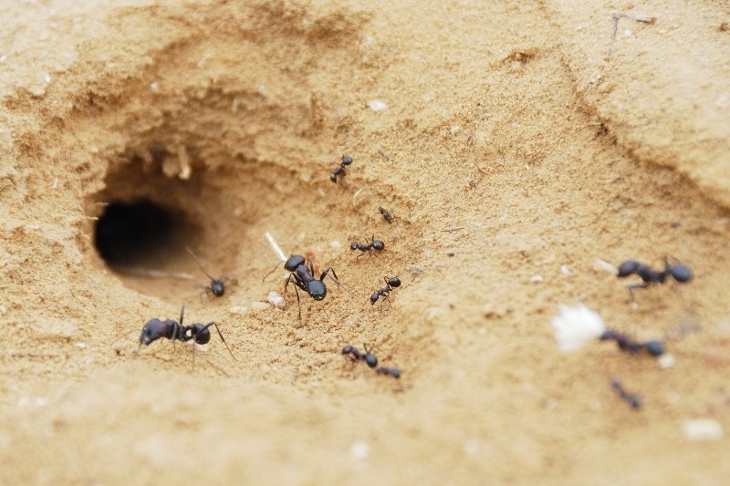 Types of Insect Nests Found Around Homes