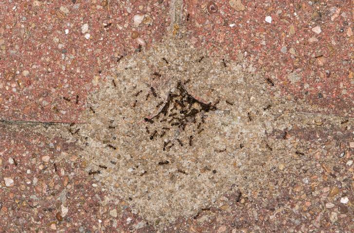 Ant Nests: What Do Ant Nests Look Like?