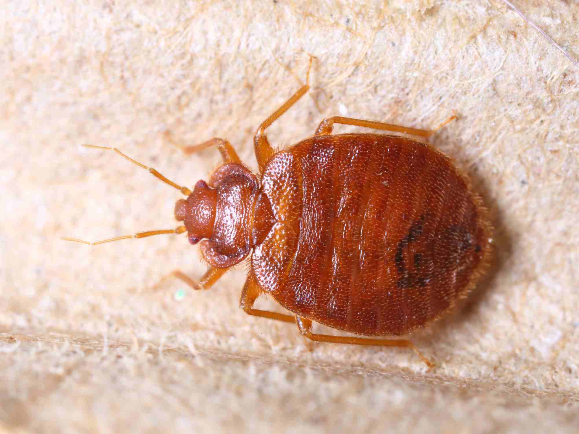 Why Bed Bugs Sometimes Look Red And How To Spot Them Why Bed Bugs Sometimes Look Red And How To Spot Them