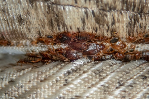 How to Help Get Rid of Bed Bugs In Your Home