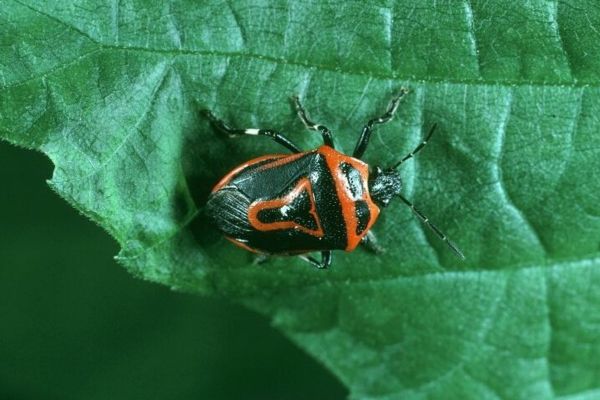 What Do Stink Bugs Look Like? | Terminix