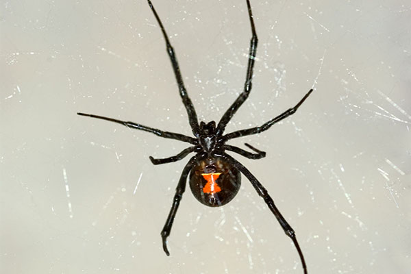 All About Poisonous Spiders & How to Identify Them