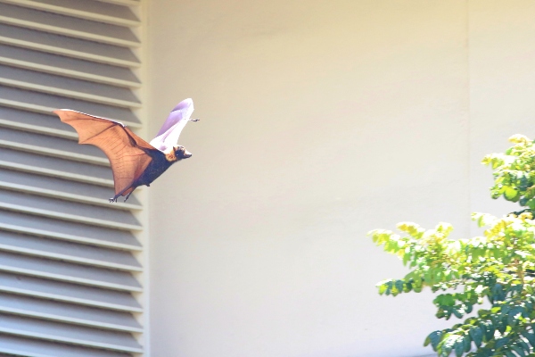 Bat Mythbusters: Are These Bat Facts True or False? | Terminix