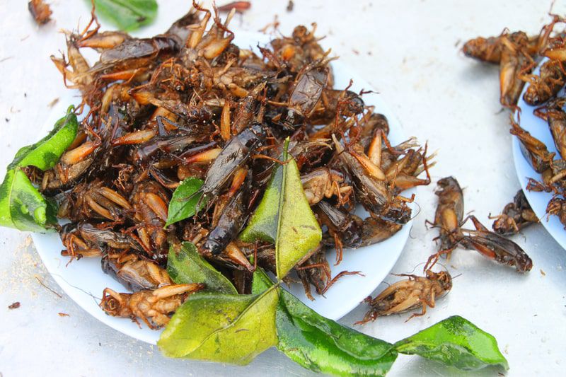 Crickets Facts, Information, and Photos | Terminix