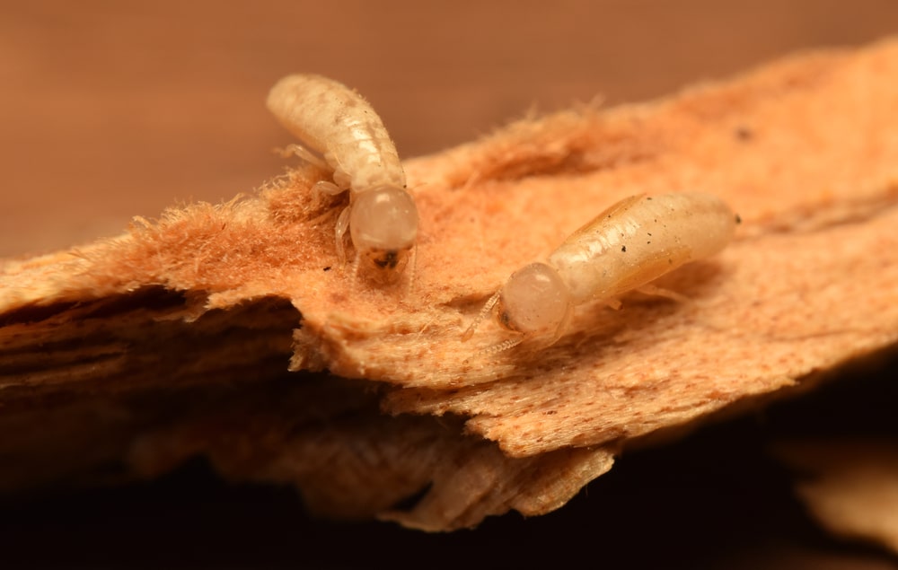 Drywood Termites: Signs and Treatment | Terminix