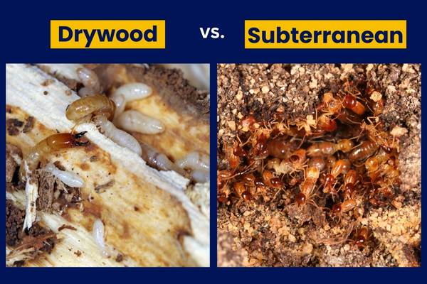 Subterranean Termites Vs Drywood Termites Formosan Vs. Eastern