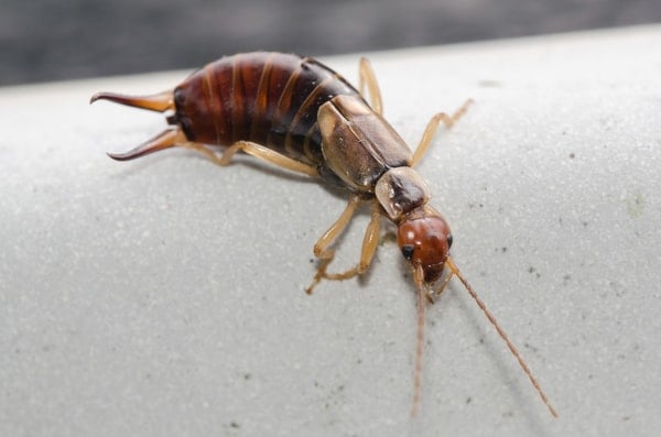 Facts about Earwigs: What You Should Know | Terminix