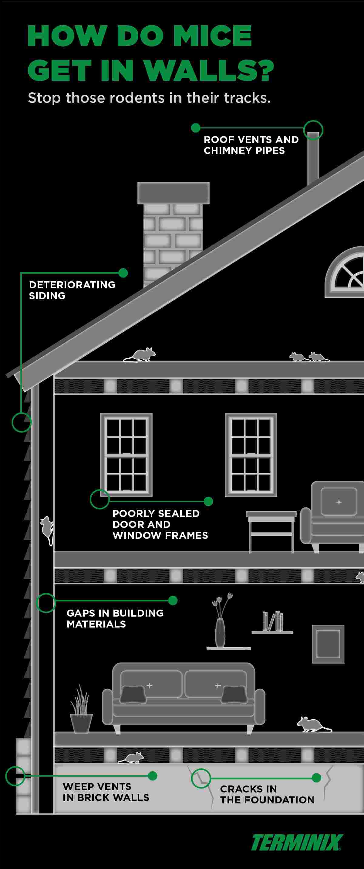 Effective Methods to Safely Remove Mice from Inside Your Walls Without ...