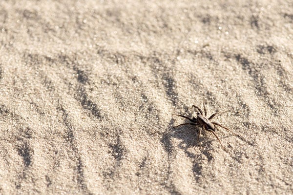 Learn About and How to Identify Beach Spiders