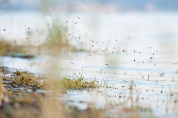 What Sound Does a Mosquito Make?