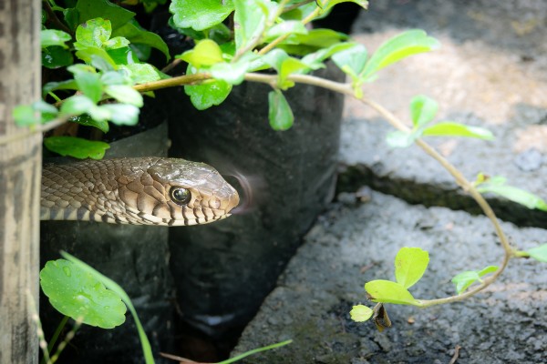What Does a Snake Hole Look Like?