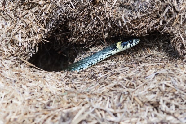 How To Identify Snake Holes Hunker How To Accurately Identify Snake