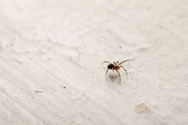 Preparing for the Annual Tarantula Migration