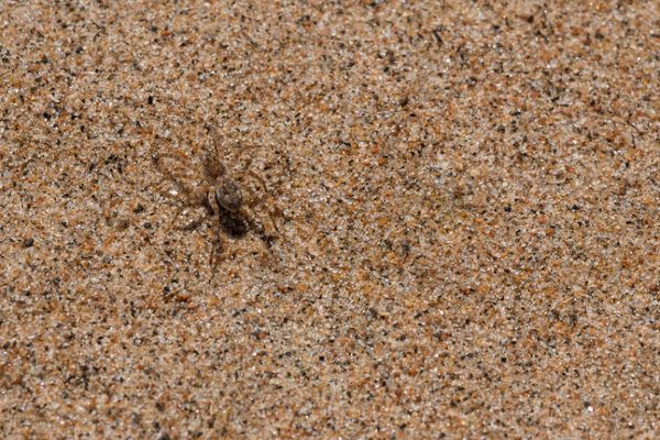Learn About and How to Identify Beach Spiders