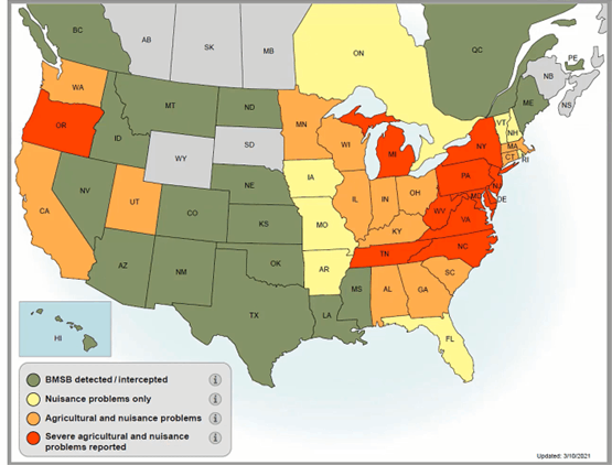Commercial Pest Guide: Stink Bugs | Terminix