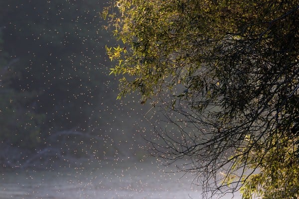 Where Do Flies Go in the Winter?