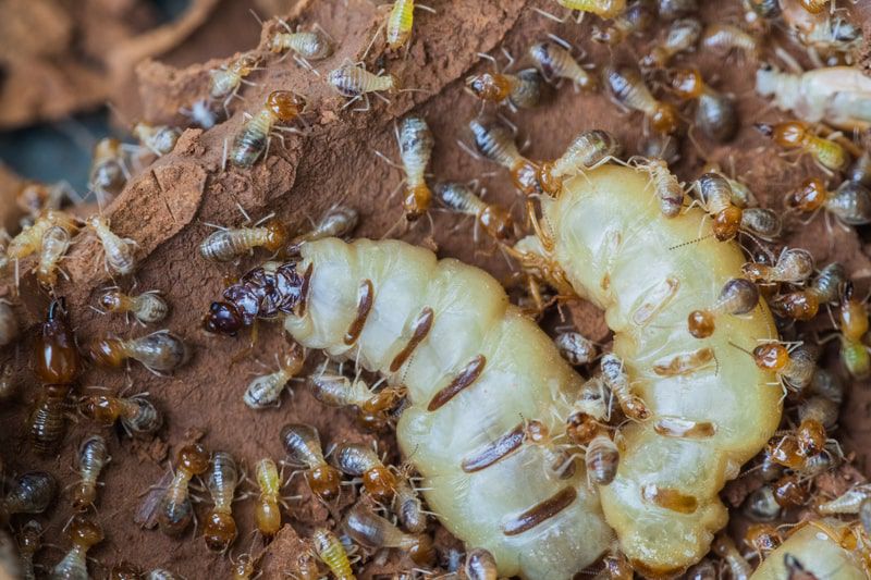 Termite Nests and Colonies: How Are They Formed? | Terminix