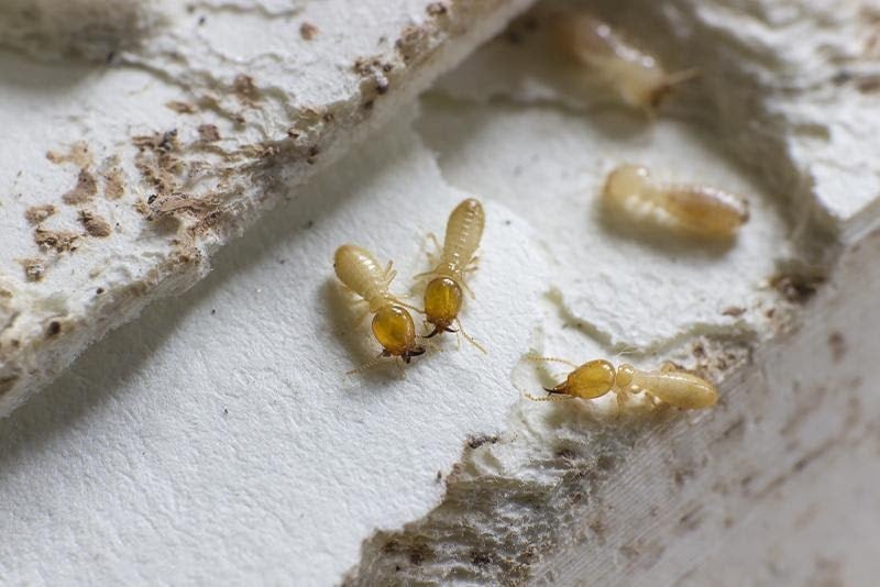 How to Identify a Termite Problem in Large Buildings