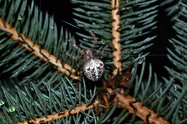 Tips for a Pest-Free Holiday Season & Winter