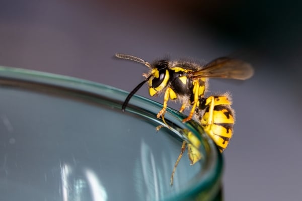 How to Get Rid of Wasps or Hornets From Your Home