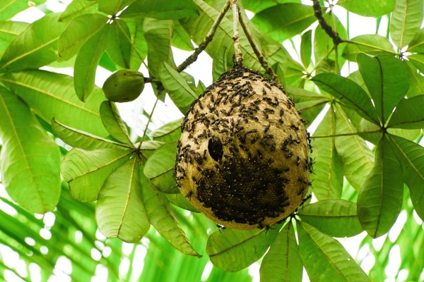 How to Get Rid of Wasps or Hornets From Your Home