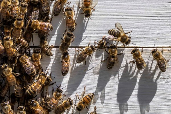 Bee Removal: How to Get Rid of Bees Safely