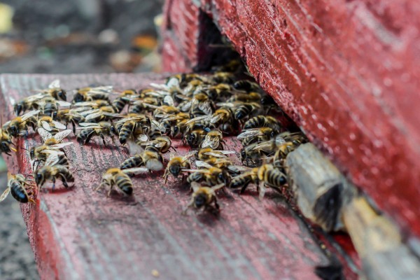 Signs of a Bee Infestation in Your Home: Walls, Attics & More