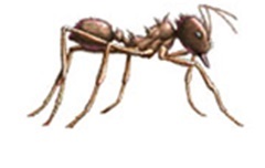 Texas Leaf Cutter Ants: Identification & Control