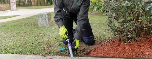 Bed Bug Powder & Killer Dust: How Effective Are They? | Terminix