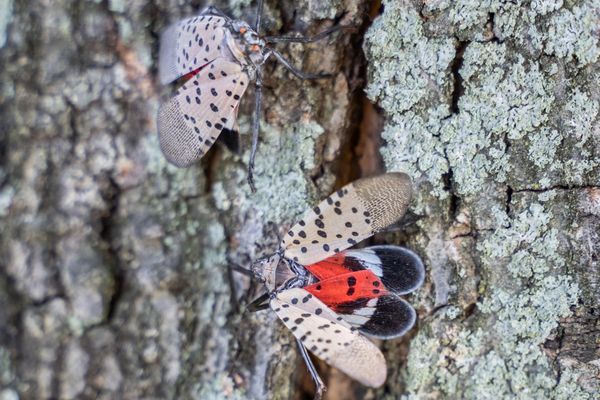 Are Spotted Lanternflies in California? What You Need to Know