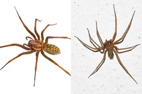 Hobo Spiders: Behavior, Identification & Control