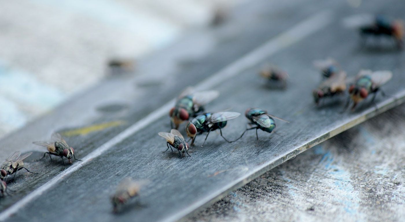 Maggots: What Do Baby Flies Look Like| Terminix