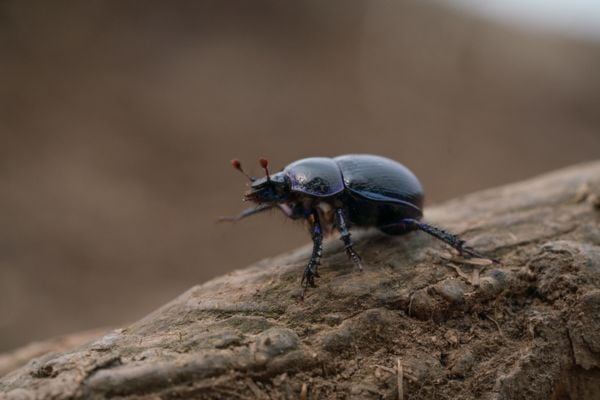The Phases of the Beetle Life Cycle and Lifespan