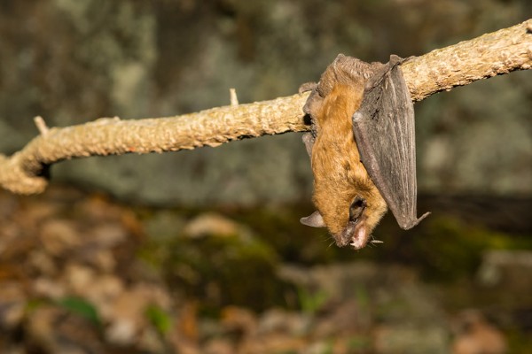 Understanding the Bats in Your Home