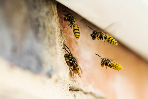 Hornet & Wasp Prevention Tips: How to Help Prevent Nests
