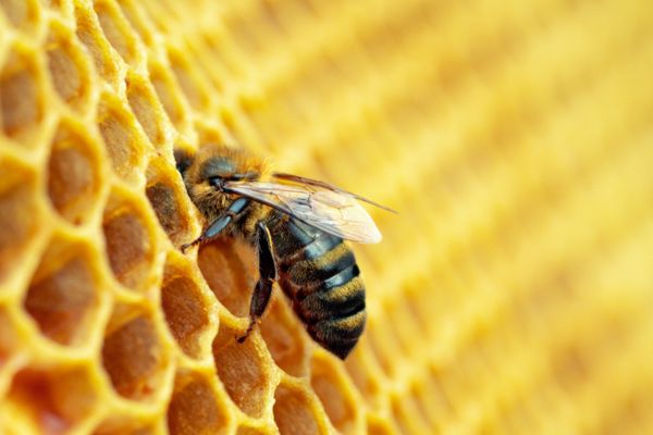 What Bees Eat: A Look at Their Diet and Food Sources