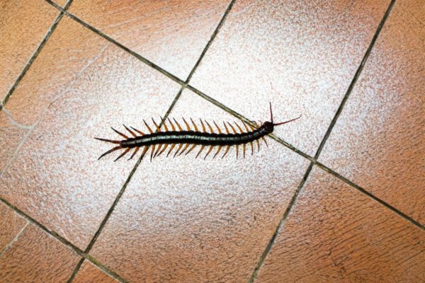 How to Keep Centipedes & Millipedes Out of Your House