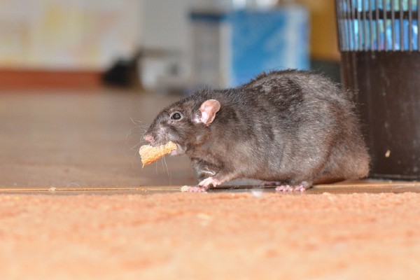 How to Help to Keep Rats Out of Your House