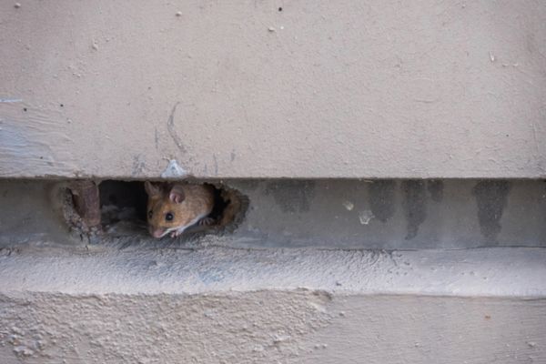 How Much Does a Rodent Exterminator Cost?