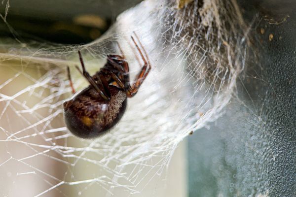 Do Spiders Hiss or Chirp? The Sounds Spiders Make
