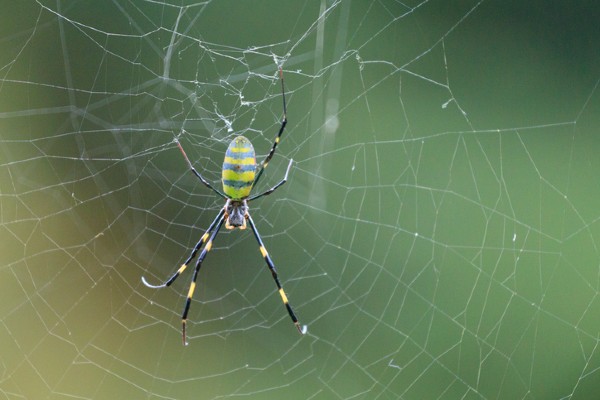 Joro Spiders: What to Know Before They Reach You
