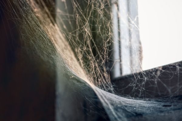 Common House Spider Webs What To Know common-house-spider-webs-what-to-know