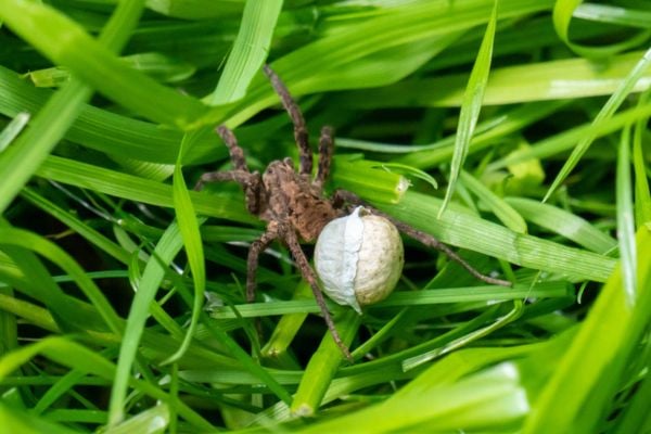 Wolf Spiders: Facts, Behavior & Identification