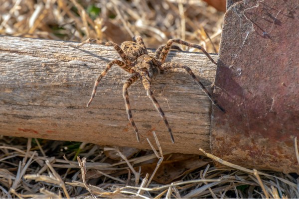Understanding Spider Habitats: Where do Spiders Live?