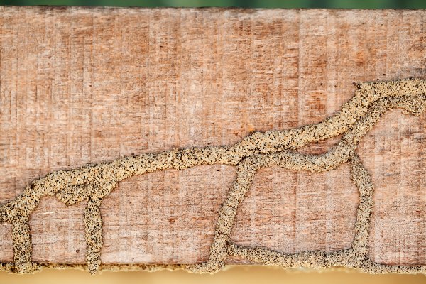 Signs of Termites in Walls: Termite Holes & Drywall Clues